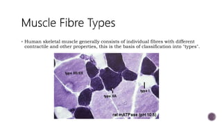 Development of muscle fibers | PPTX