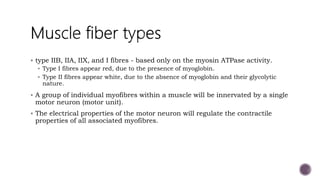 Development of muscle fibers | PPTX