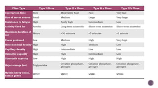 Development of muscle fibers | PPTX