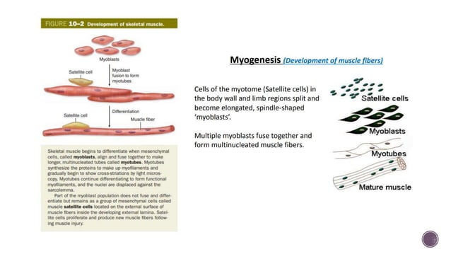 Development of muscle fibers | PPTX