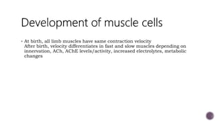 Development of muscle fibers | PPTX