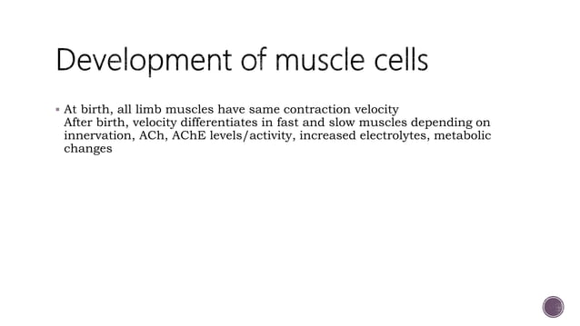 Development of muscle fibers | PPTX