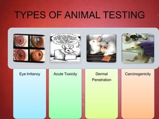 Animal Cruelty | PPTX