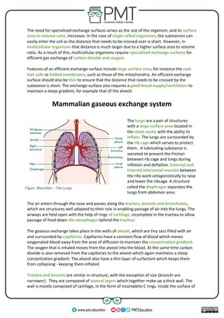 GAS EXCHANGE-AS LEVEL | PDF