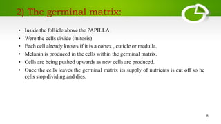 Summary of hair structure | PPTX