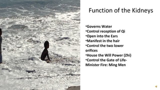 Summary of kidney pathologies | PPT