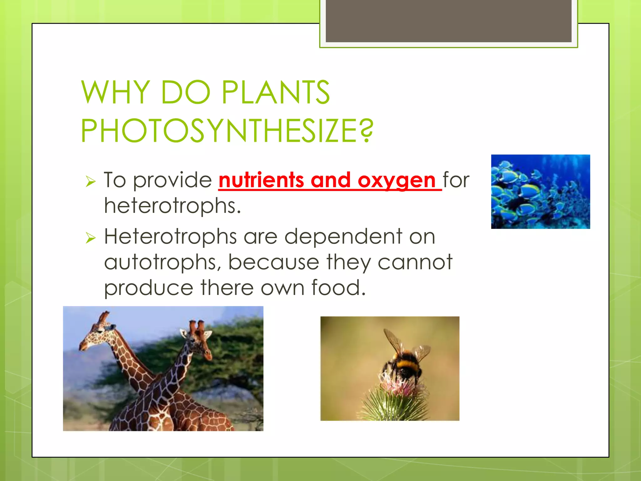 Summary of photosynthesis | PPTX