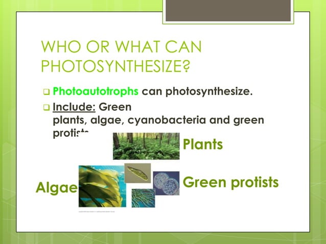 Summary of photosynthesis | PPTX