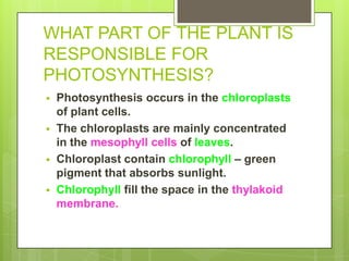 Summary of photosynthesis | PPTX
