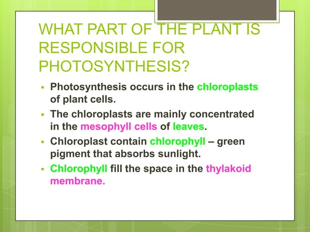 Summary of photosynthesis | PPTX