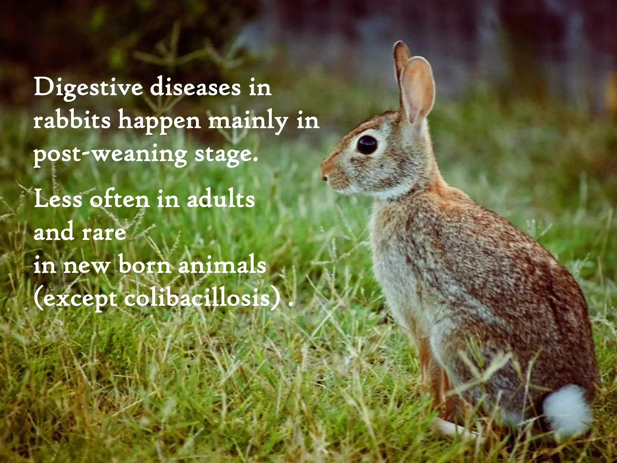 Summary of post weaning digestive diseases in rabbits | PDF