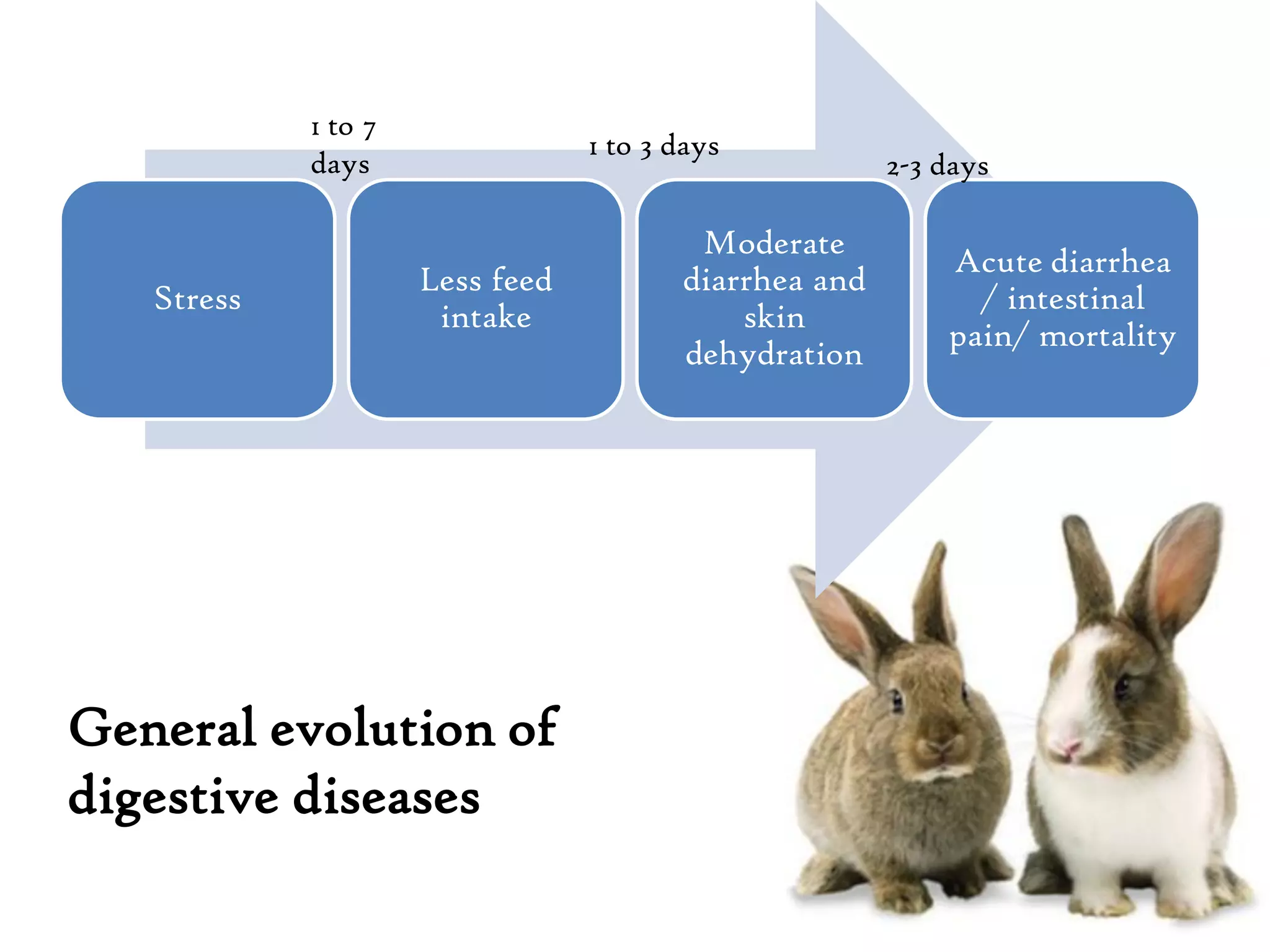 Summary of post weaning digestive diseases in rabbits | PDF