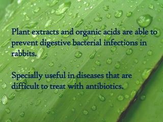 Summary of post weaning digestive diseases in rabbits | PDF