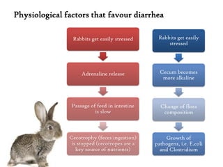 Summary of post weaning digestive diseases in rabbits | PDF