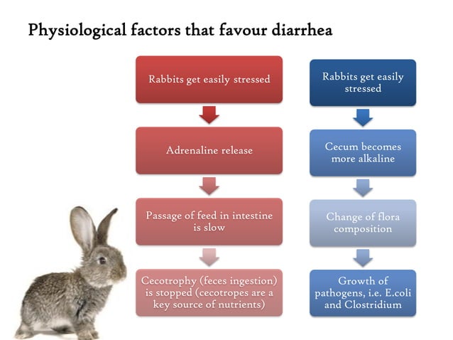Summary of post weaning digestive diseases in rabbits | PDF