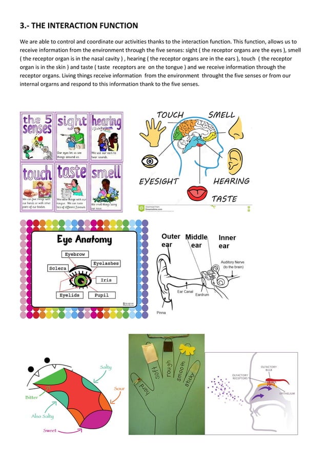 Summary unit 1 6th | PDF