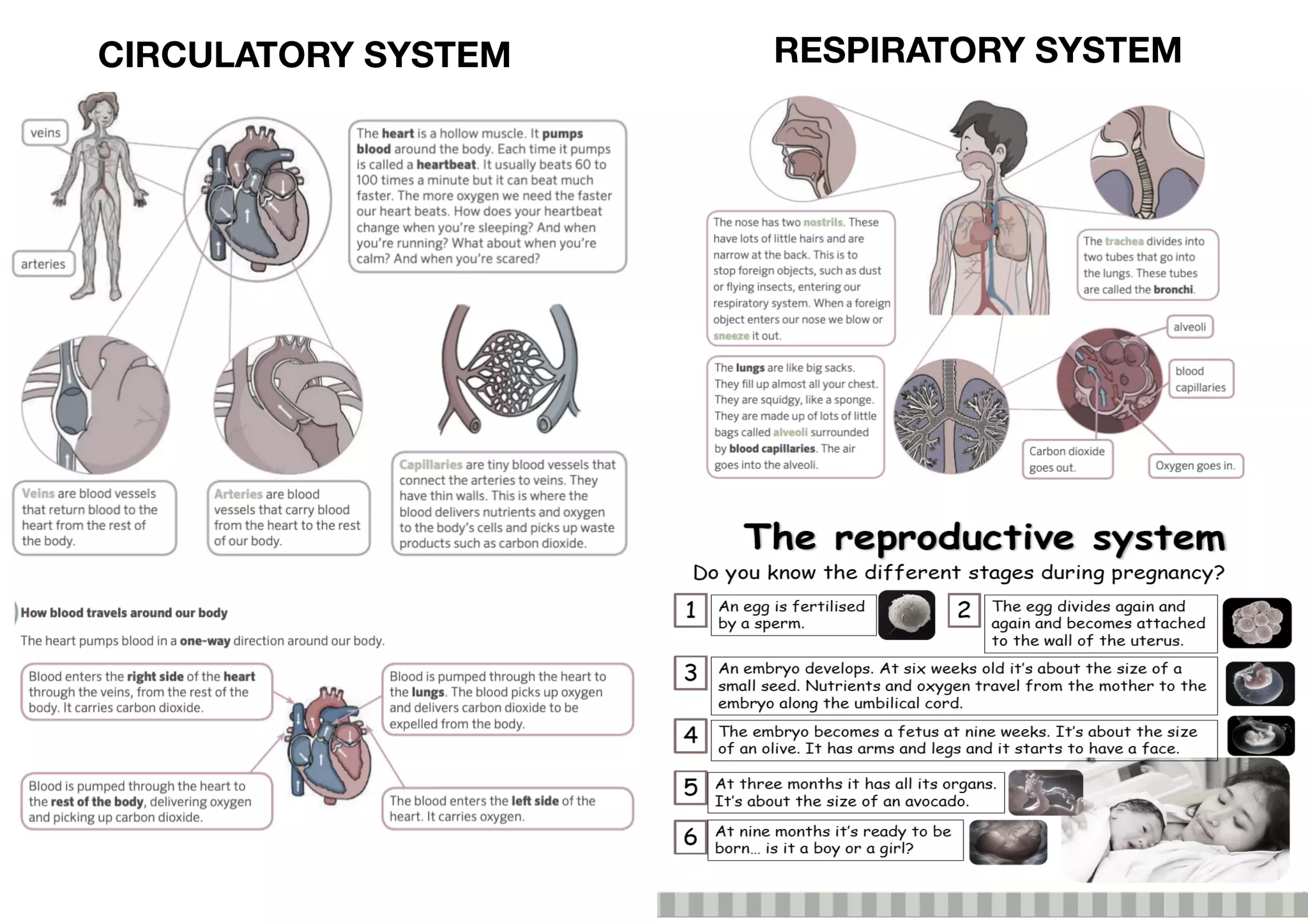 Circulatory, respiratory and reproductive system. | PPT