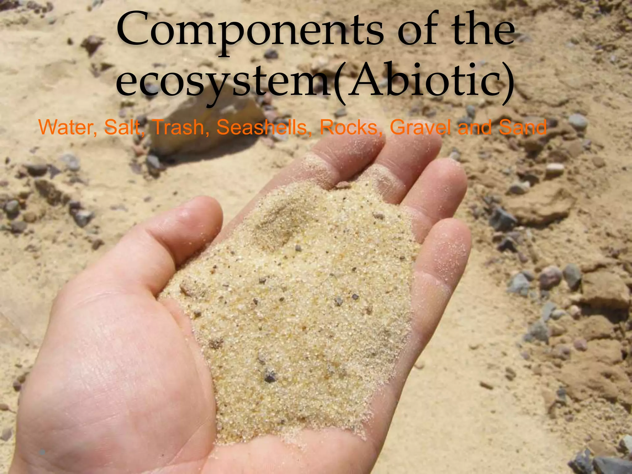 Ocean Ecosystem In Bali | PPTX