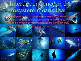 Ocean Ecosystem In Bali | PPT