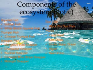 Ocean Ecosystem In Bali | PPT
