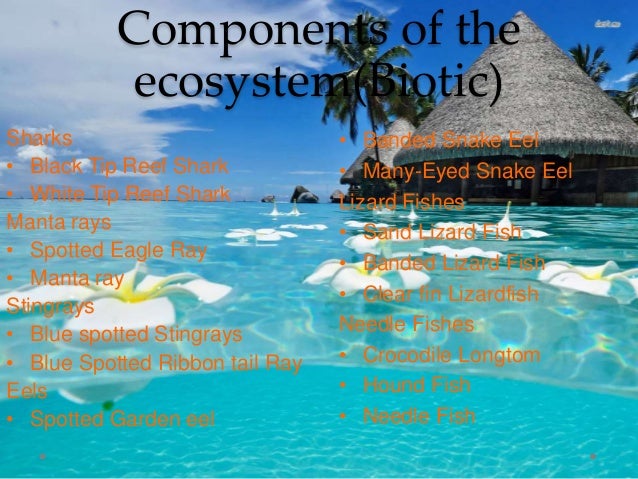 Beach Ecosystem