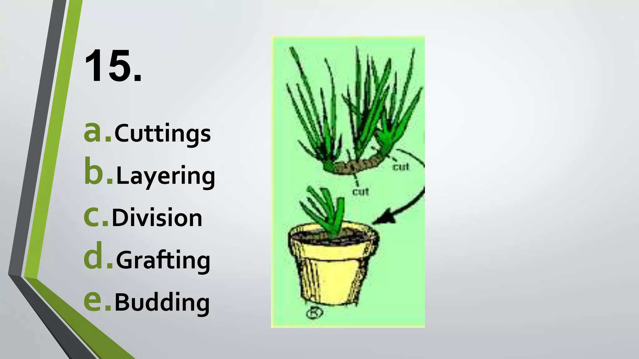 Plant Propagation - Summative Test, TLE-6 | PPTX