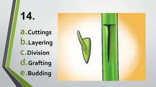 Plant Propagation - Summative Test, TLE-6 | PPTX