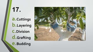 Plant Propagation - Summative Test, TLE-6 | PPTX