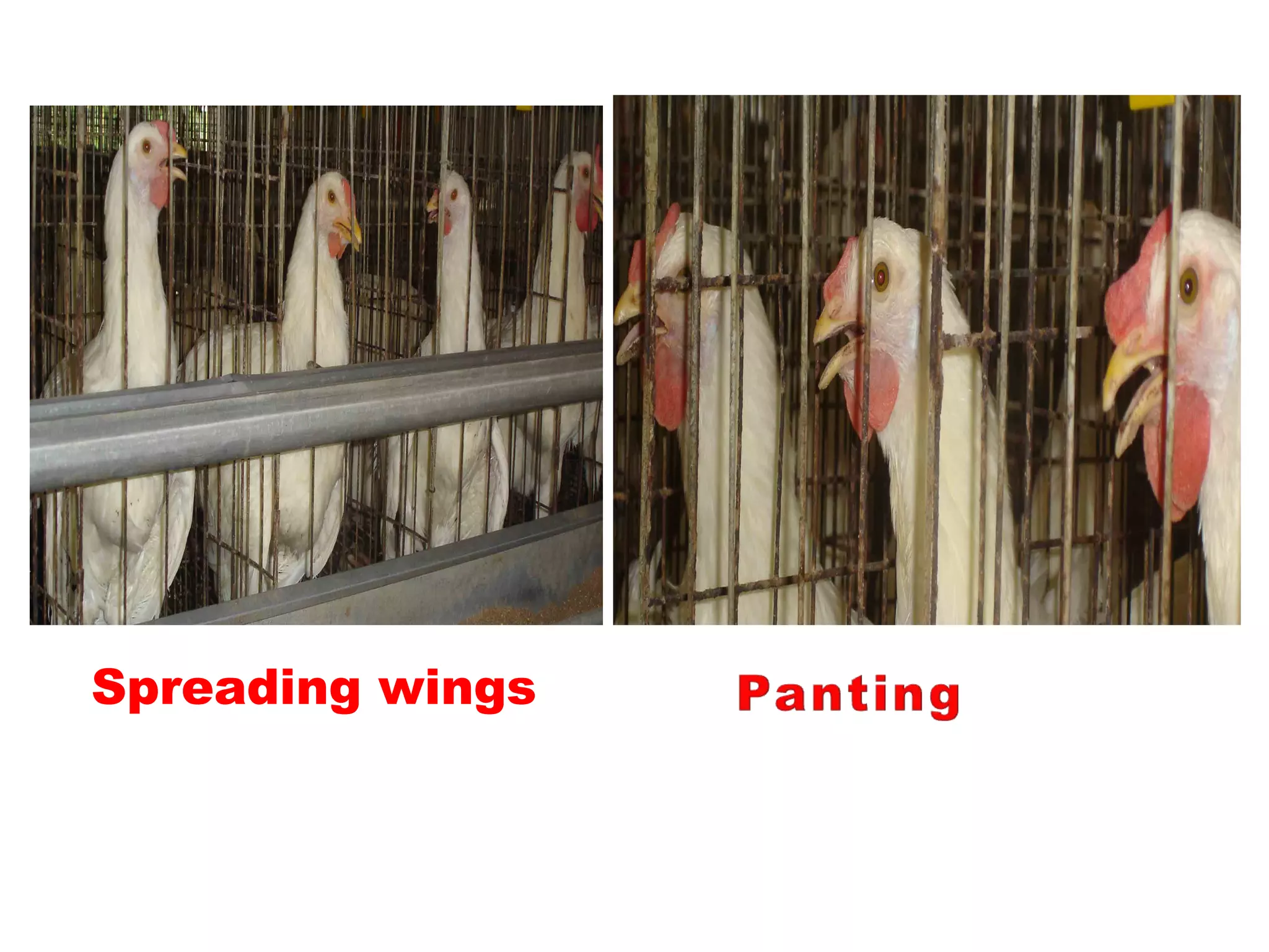 Stress management of poultry | PPT