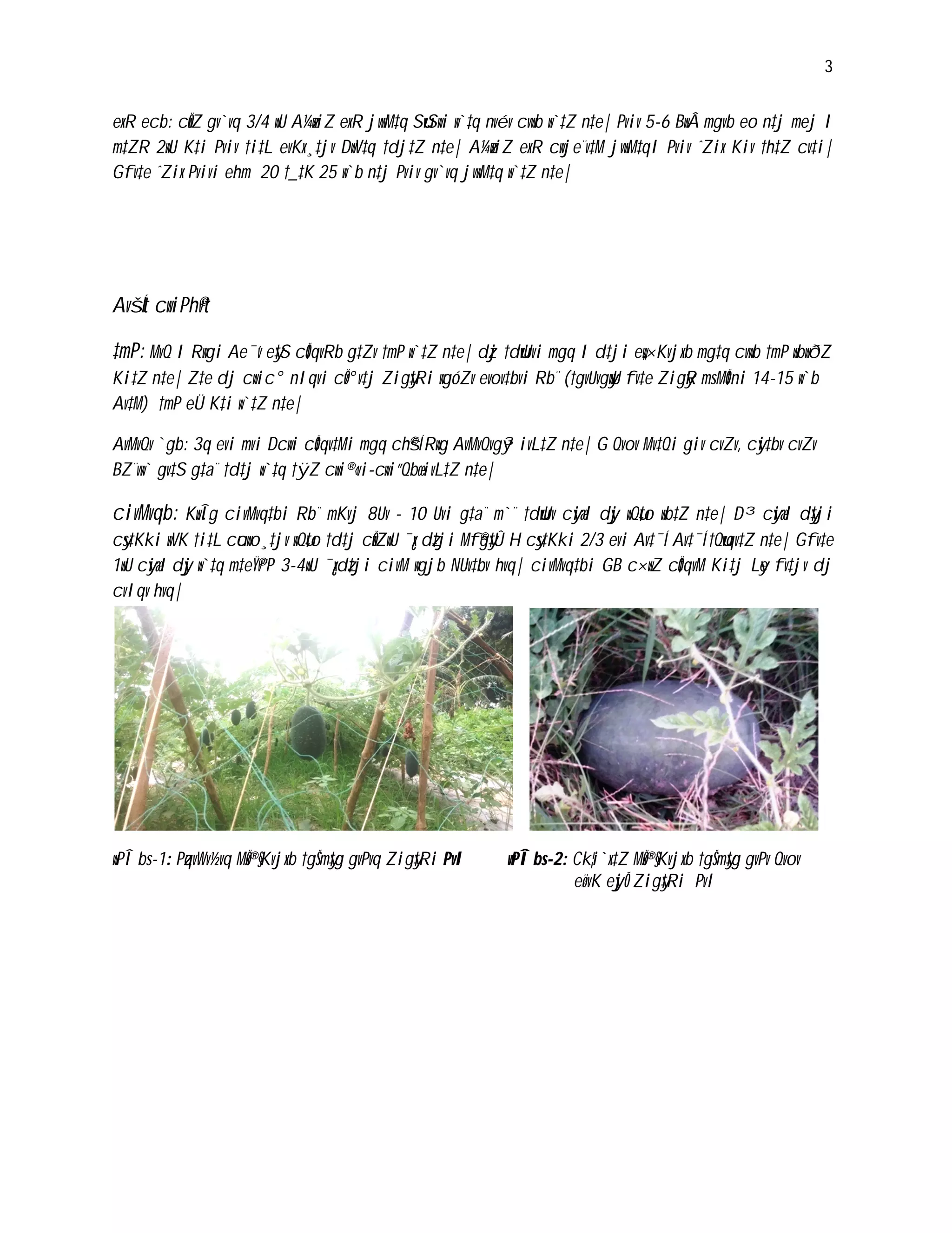 Production Technology of Watermelon in the Summer Season (Bengali Version) | PDF