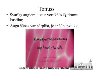 Sunas membrana | PDF
