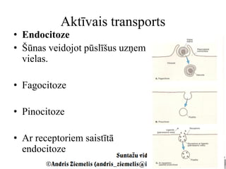 Sunas membrana | PDF