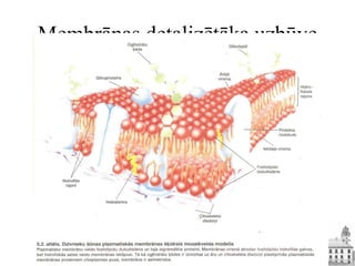 Sunas membrana | PDF