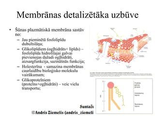 Sunas membrana | PDF