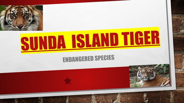 Sunda tigers are distinguished by heaves | PPTX