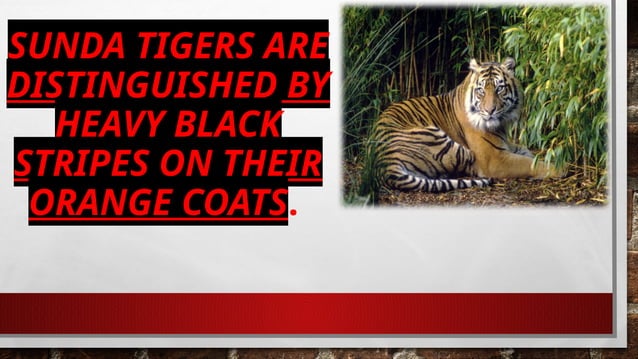 Sunda tigers are distinguished by heaves | PPTX
