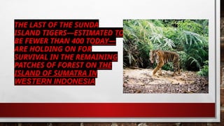 Sunda tigers are distinguished by heaves | PPTX | Zoos & Aquariums ...