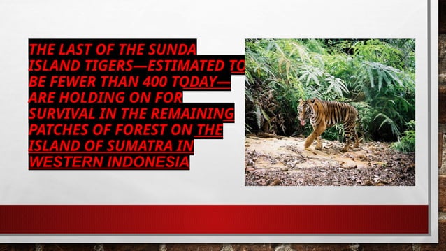 Sunda tigers are distinguished by heaves | PPTX | Zoos & Aquariums ...