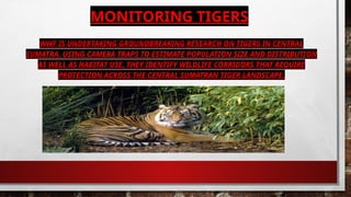 Sunda tigers are distinguished by heaves | PPTX