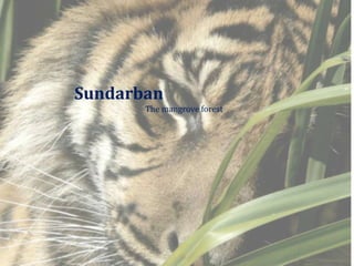 Sundarban | PPSX
