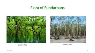 Sundarban the Largest Mangrove Forest in the World.. | PPTX