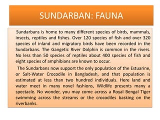 Sundarban | PPTX