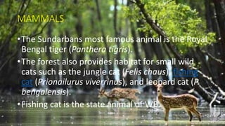 SUNDARBAN.pptx