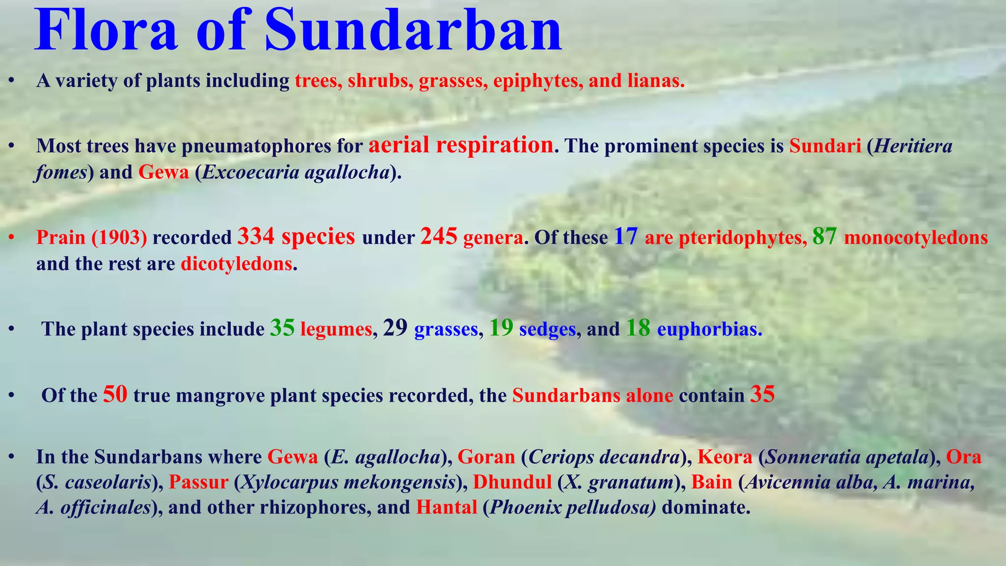 Presentation on Sundarban, Bangladesh | PPTX