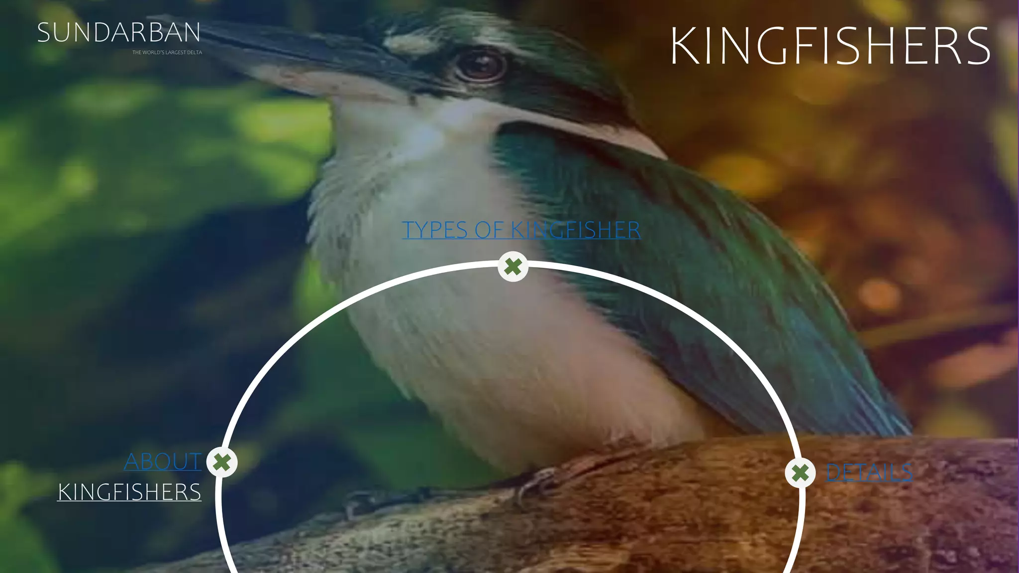 Kingfishers.pptx