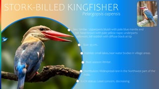 Kingfishers.pptx