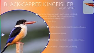 Kingfishers.pptx