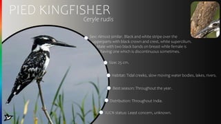 Kingfishers.pptx