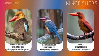 Kingfishers.pptx