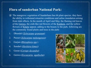 Sundarban National Park.pptx | Parks | Attractions